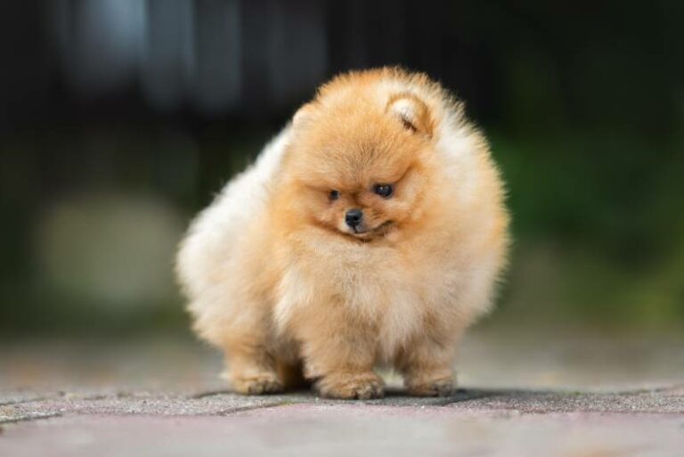 Pomeranian Dog Breed: Info, Pictures, Care & Traits – Dogster