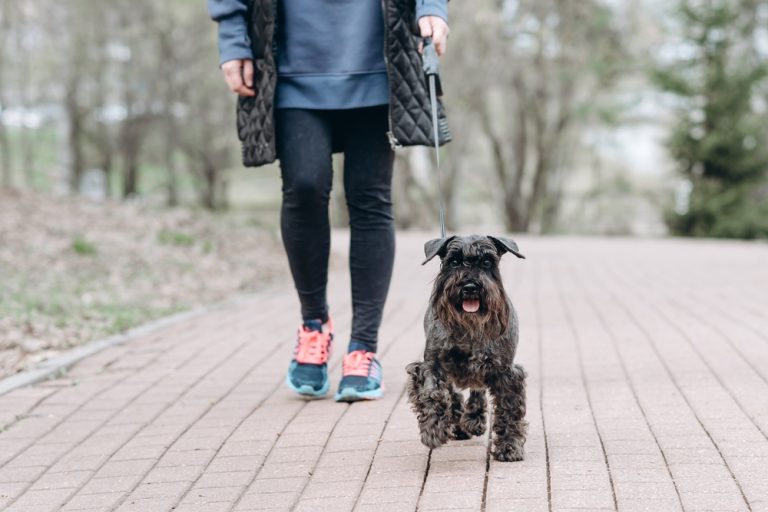 Why Does My Dog Hump My Leg? 4 Vet-Verified Reasons & Tips to Stop It ...