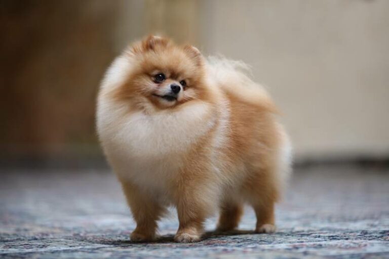 Pomeranian Dog Breed: Info, Pictures, Care & Traits – Dogster