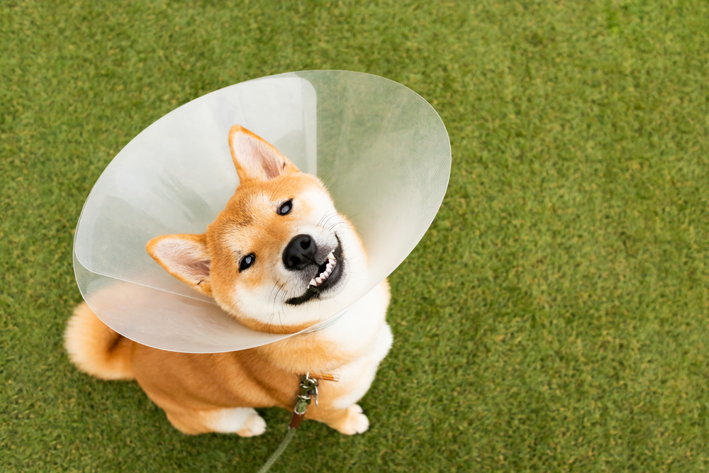 How to Remove Foxtail from a Dog’s Paw: 5 Simple Steps – Dogster