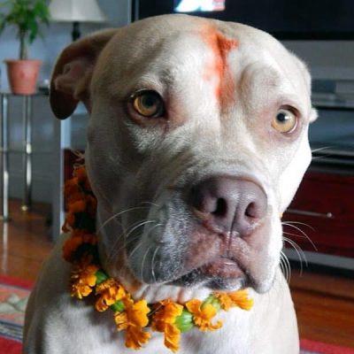 Nepal's Kukur Tihar Festival Is Diwali for Dogs – Dogster
