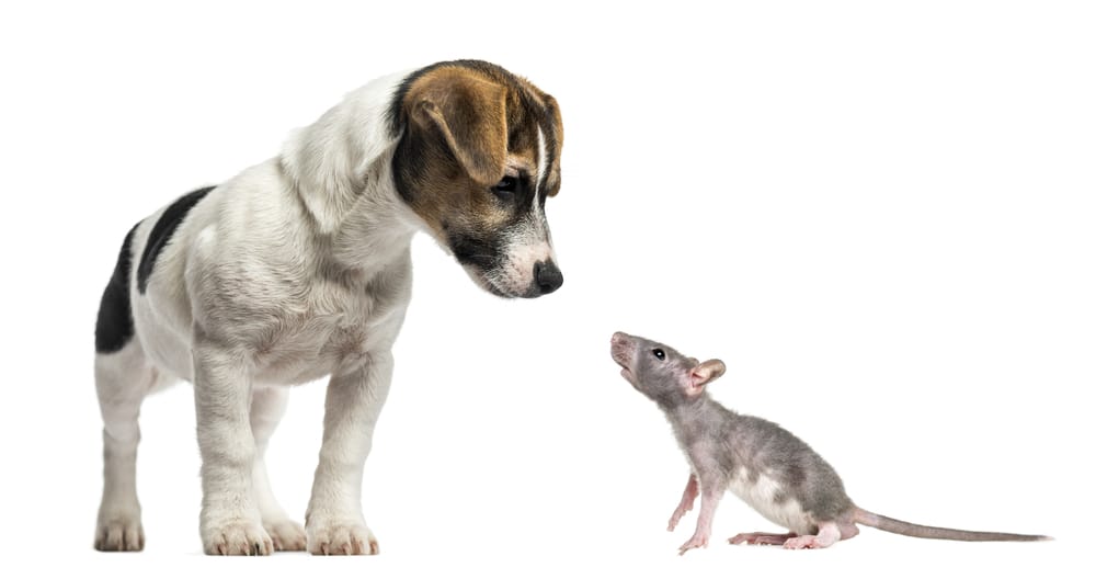 Can Dogs & Pet Rats Get Along? 3 Ways to Help – Dogster