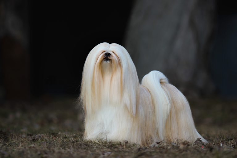 Lhasa Apso Dog Breed: Info, Pictures, History & More – Dogster
