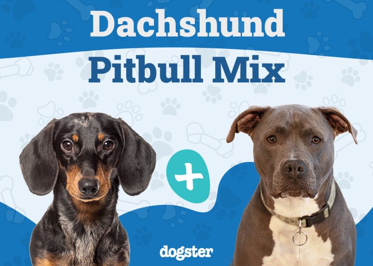 Dachshund Pitbull Mix Breed: Info, Pictures, Care & More – Dogster