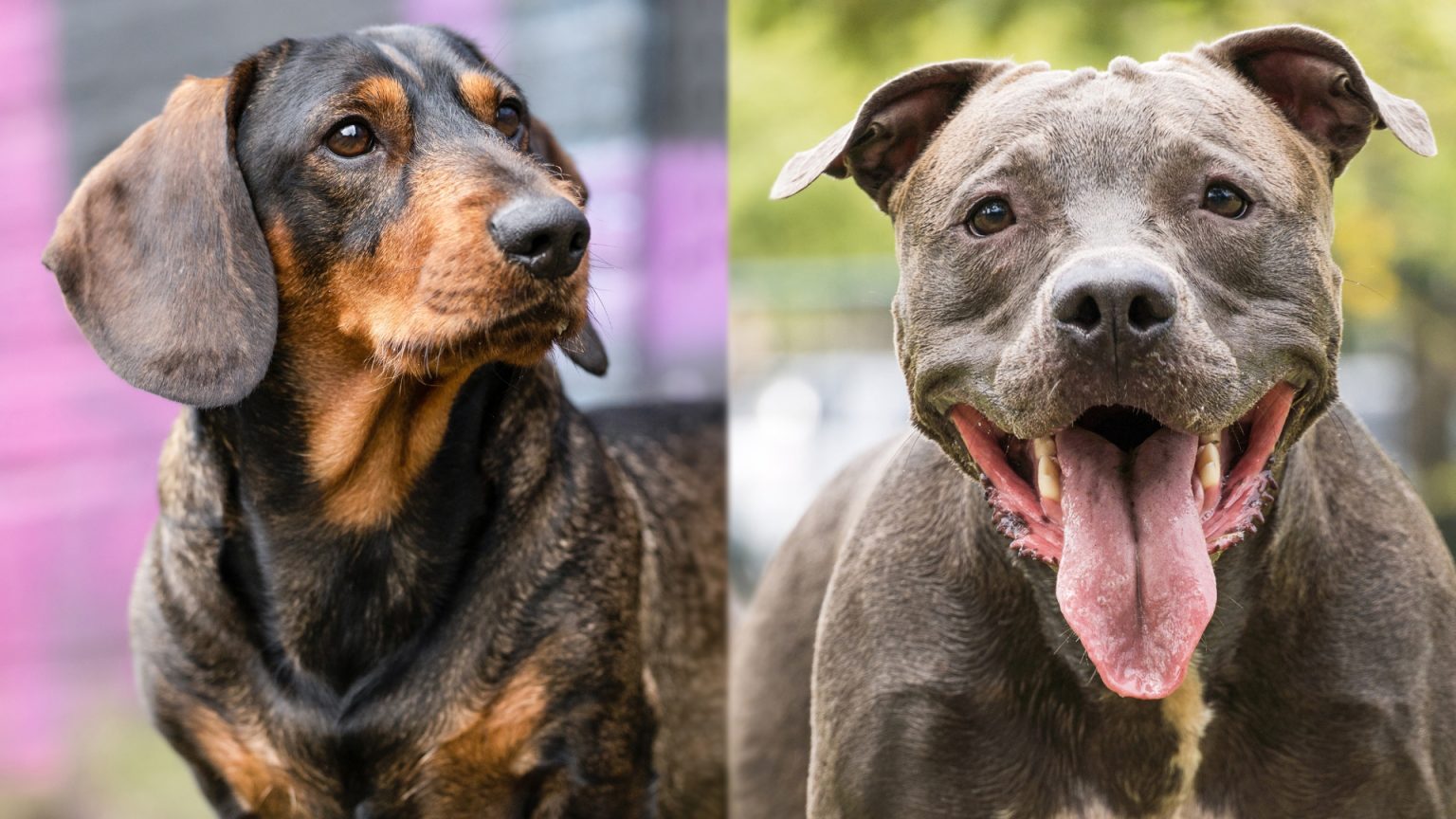 Dachshund Pitbull Mix Breed: Info, Pictures, Care & More – Dogster