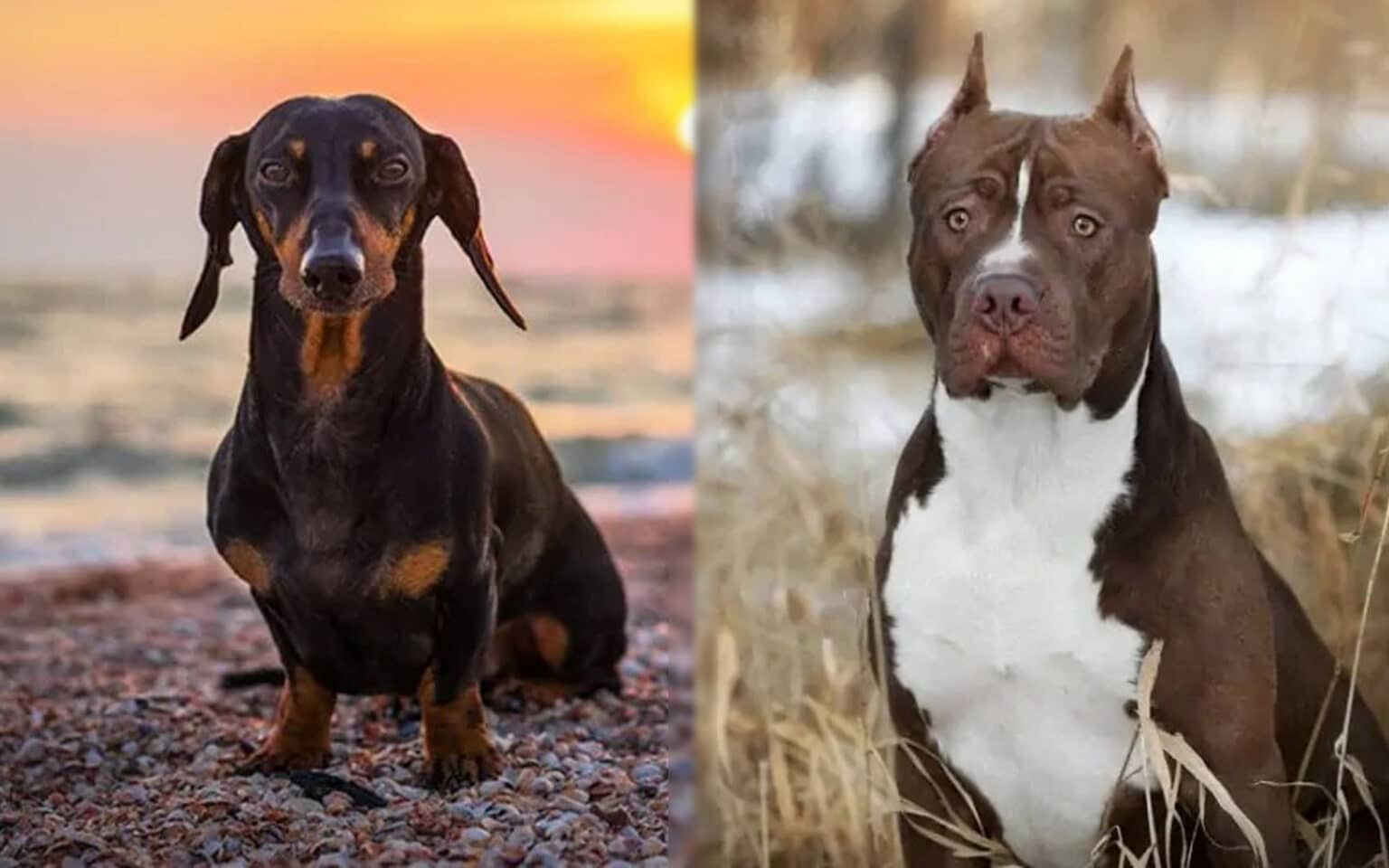 Dachshund Pitbull Mix Breed: Info, Pictures, Care & More – Dogster