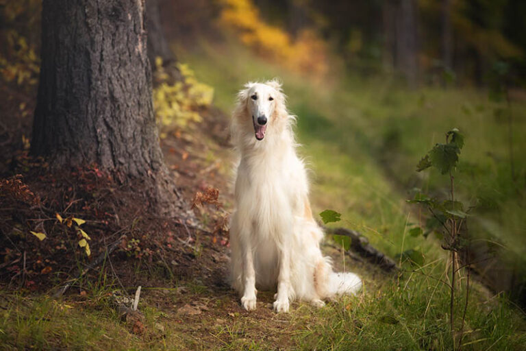 Borzoi Dog Breed: Info, Pictures, Facts, Traits & Care – Dogster