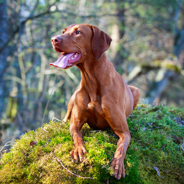 Vizsla Dog Breed Info, Pictures, Facts, & Traits – Dogster