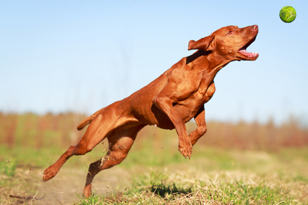 Vizsla Dog Breed Info, Pictures, Facts, & Traits – Dogster
