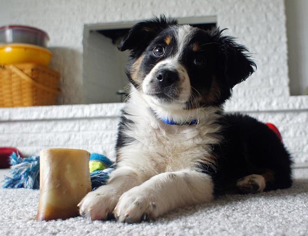 Rodeo Australian Shepherd