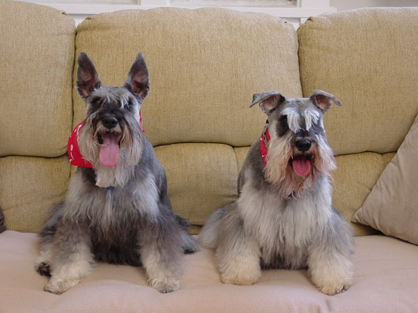 How to Find a Breed-Specific Dog Rescue Group – Dogster