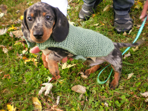 DIY Dog Sweater Ideas For You To Keep Your Pup Warm – Dogster