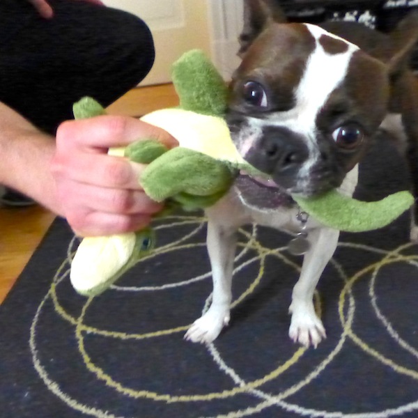 Fluff & Tuff Dog Toys: Can They Stand Up to Ace's Abuse? – Dogster