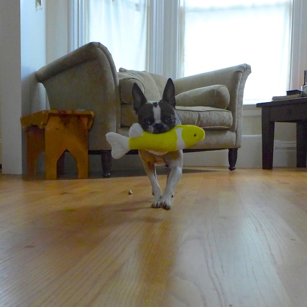 Fluff & Tuff Dog Toys: Can They Stand Up to Ace's Abuse? – Dogster