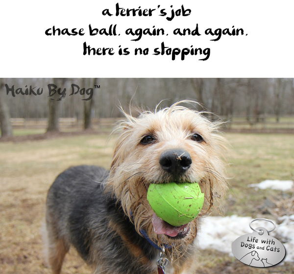 Haiku by Dog: Meet Tucker, an All-Out Terrier Who Loves to Write Poetry ...
