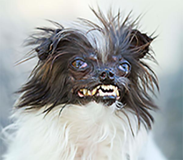 Angry Ugly Dog