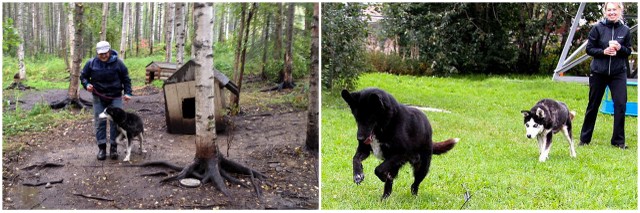 Is Straw Good For Dog Bedding? – Dogster