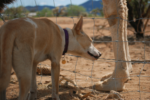 Meet Baladi, an Abused Egyptian Stray Who Found Love in America – Dogster