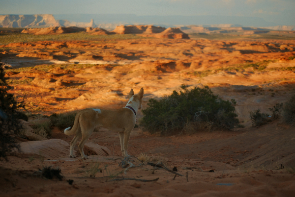 Meet Baladi, an Abused Egyptian Stray Who Found Love in America – Dogster