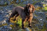 Boykin Spaniel Dog Breed: Info, Pictures, Care, Traits & More – Dogster