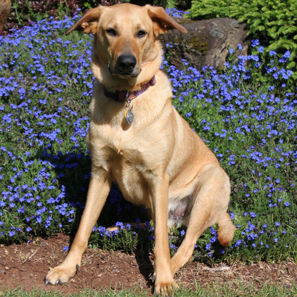 Chinook Lab Mix