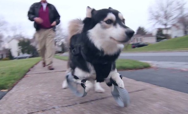 How To Make A Prosthetic leg For A Dog: How It's Made, 3D Printing ...