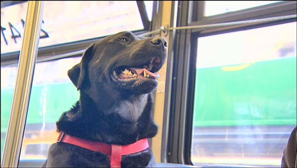 Can Dogs Ride The Bus? City and State Laws Explained – Dogster