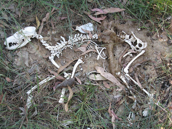 When Did People Start Keeping Dogs As Pets? (History Facts) – Dogster