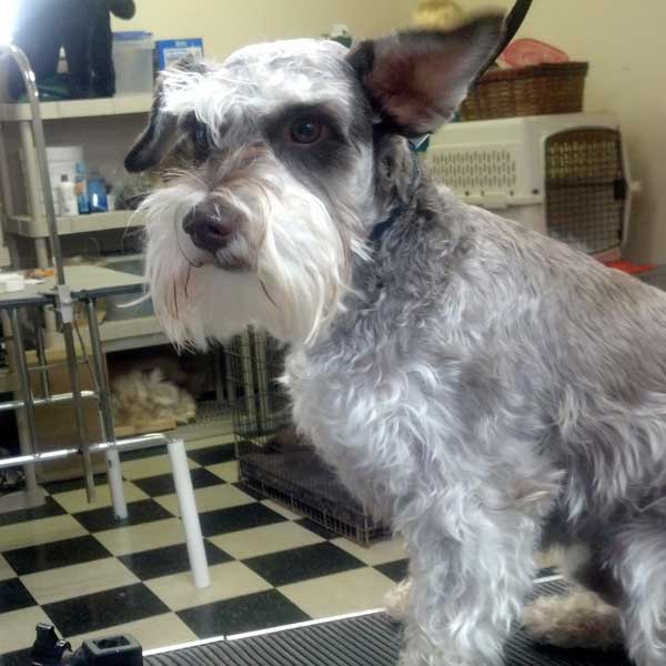 How to Find a Breed-Specific Dog Rescue Group – Dogster