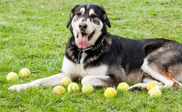 7 Solid Reasons to Adopt a Mutt