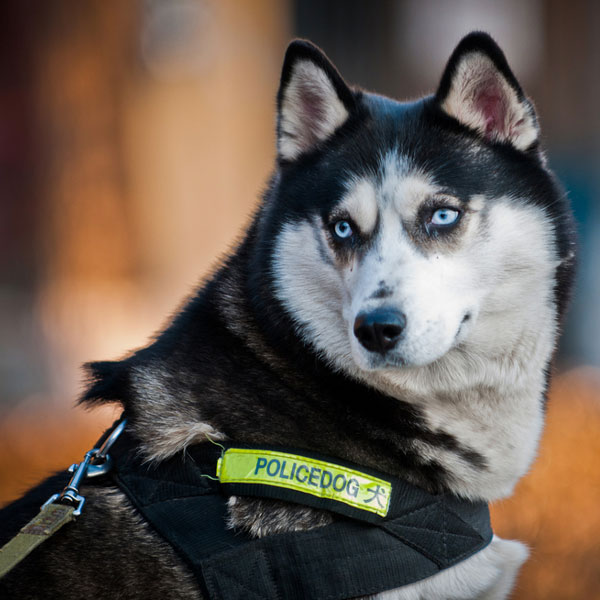 Police Dogs Just The Facts