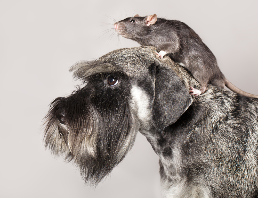 5 Tips for Helping Dogs and Pet Rats Get Along