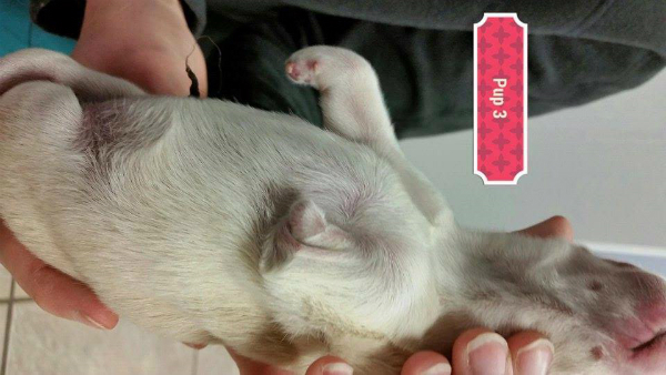 Birth Defects In Animals