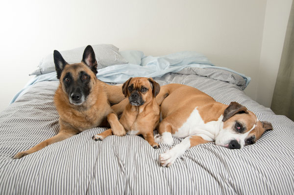 Does Your Dog Love to Play on Your Freshly Made Bed? Their Behavior ...