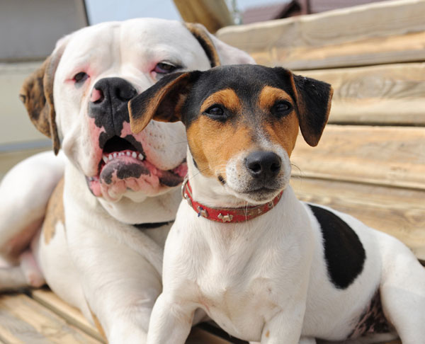 Should You Adopt a Second Dog? Pros, Cons & Considerations – Dogster