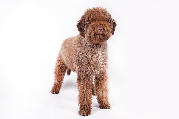 Lagotto Romagnolo – Dogster