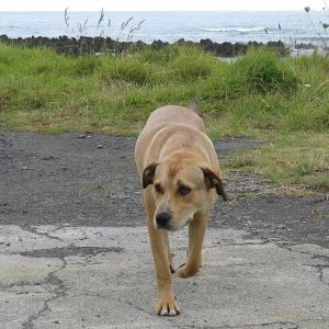 Sato Dog: Pictures, Facts, Traits & More – Dogster