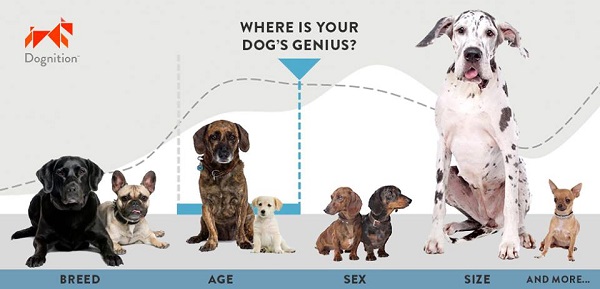 Dognition Test Review: What Is It and How Does It Work – Dogster