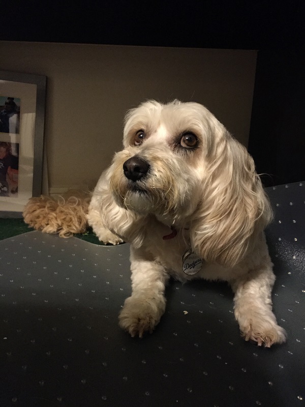 Dognition Test Review: What Is It and How Does It Work – Dogster