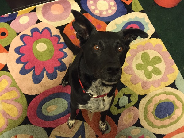 Dognition Test Review: What Is It and How Does It Work – Dogster