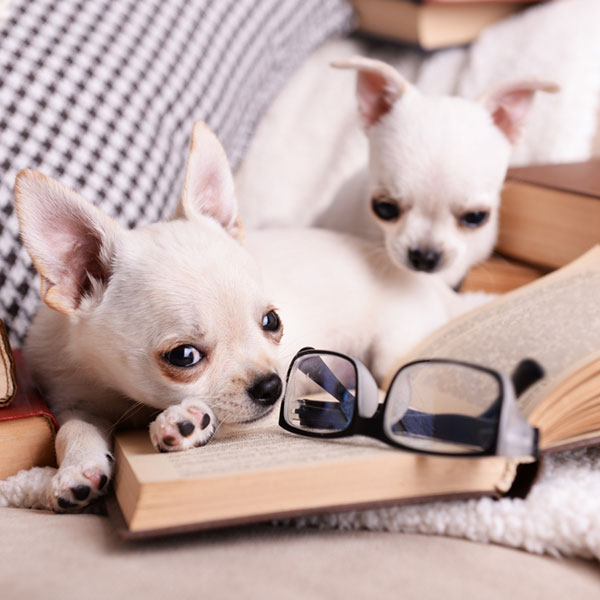 8 Dog Idioms And Their Historys & Explanations – Dogster