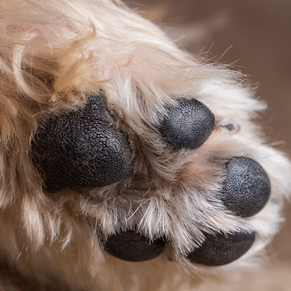 Dog Paw Anatomy: Facts & Shape Explained – Dogster