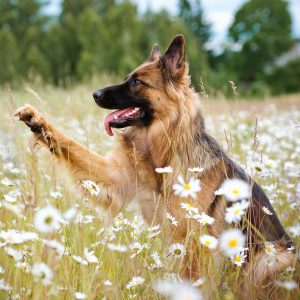 Why Do Dogs Lift One Paw? 6 Vet-Verified Reasons – Dogster