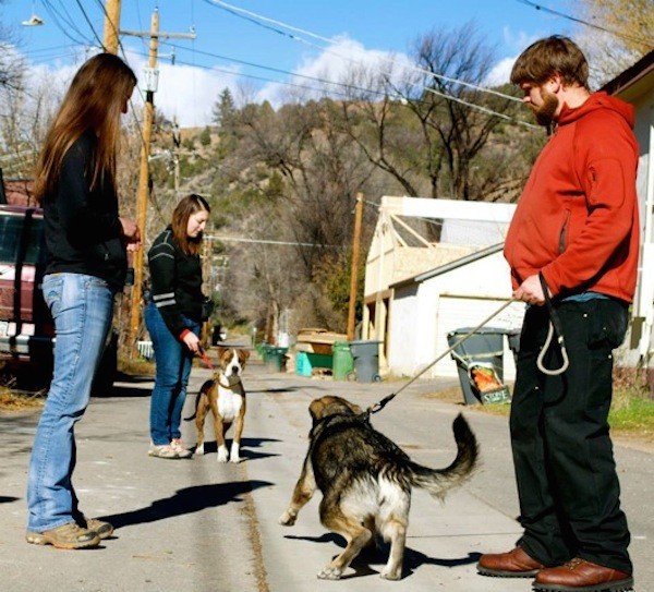 What to Do When an Off-Leash Dog Approaches Your Leashed Dog – Dogster