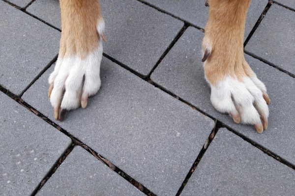 Dog Paw Anatomy: Vet-Approved Facts & Shape Explanation – Dogster