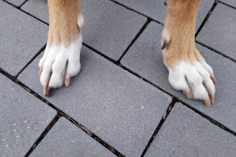 Dog Paw Anatomy: Vet-Approved Facts & Shape Explanation – Dogster