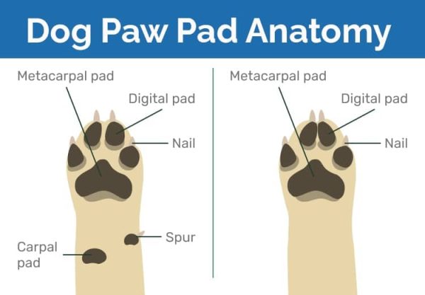 Dog Paw Anatomy: Vet-Approved Facts & Shape Explanation – Dogster