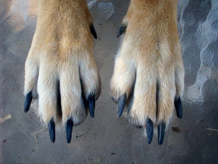 Dog Paw Anatomy: Vet-Approved Facts & Shape Explanation – Dogster