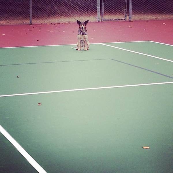 When to Stop Looking for a Lost Dog: Considerations Explained – Dogster