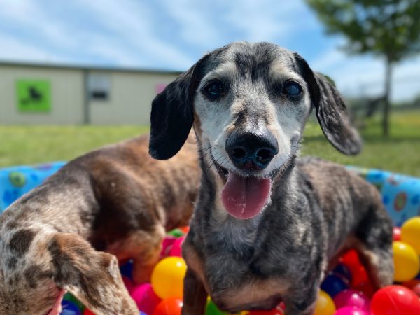 10 Dog Play Styles: What Is Normal, Tips & FAQ – Dogster